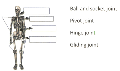 Which organ system controls all our body systems and the sense organs