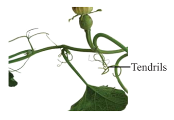 Modified Stem Of A Plant