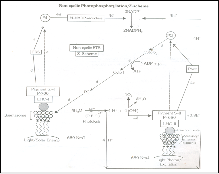 Nadph2 Is Generated Through