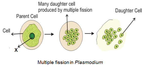 Multiple Fission