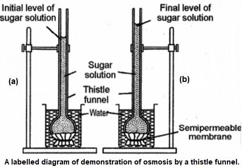 Osmosis Demonstration