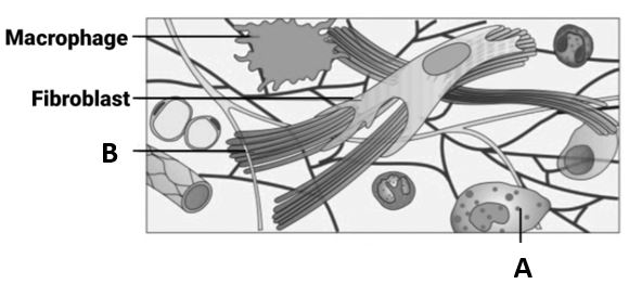Areolar Tissue Diagram