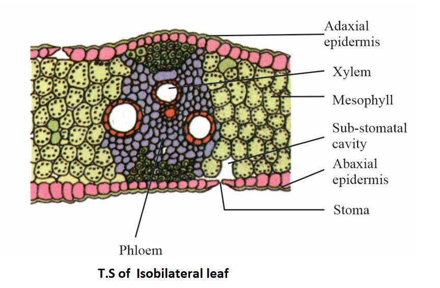 Draw A Neat Labelled Diagram Of Ts Of A Dorsiventral
