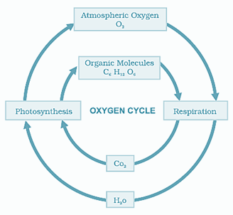 Oxygen Cycle Diagram And Explanation
