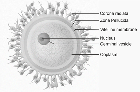Ovum Labelled Diagram UNBiology1