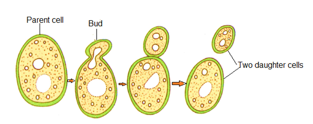 Yeast Diagram Labelings