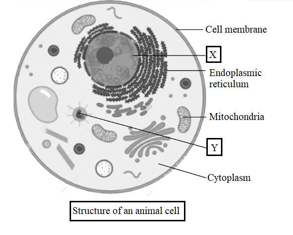 Draw A Neat Labelled Diagram Of Plant And Animal Cell - Infoupdate.org