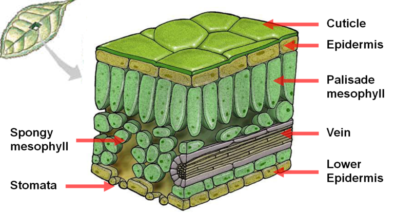What Is The Function Of Veinidrib In A Leaf Cell - Infoupdate.org