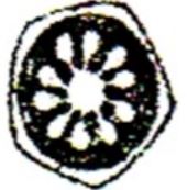 The placentation in carnation flower is correctly displayed by which ...