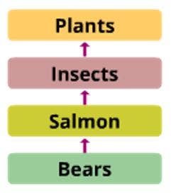 Which model correctly shows energy flow in a food chain