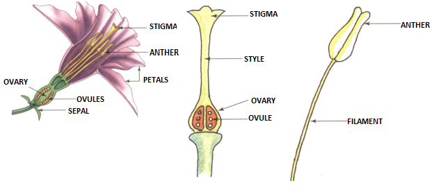 Label Diagram Of Potato