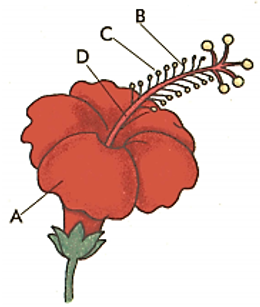 Structure Of Hibiscus Flower Diagram - Infoupdate.org