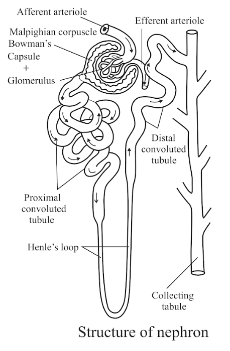 Structure Of Nephron Cl 10 Easy Diagram Ncert - Infoupdate.org