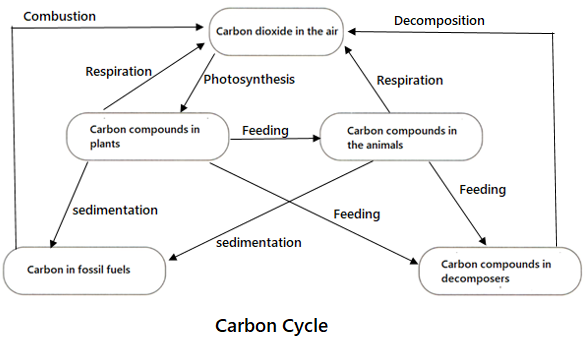 Carbon Cycle Diagram To Label