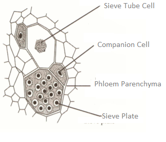 Draw A Diagram Of A Phloem Tissue And Label The Sieve Tube Xylem