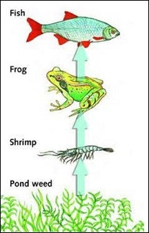 Pond Food Chain Examples 23 Examples Of Food Chains From Various