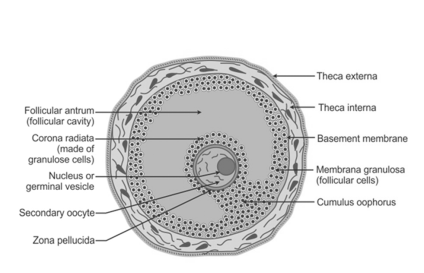 Labeled Graafian Follicle