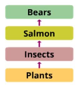 Which model correctly shows energy flow in a food chain