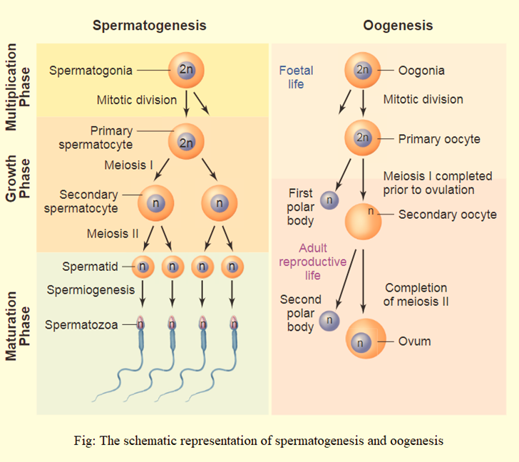 Spermatogenesis And Oogenesis Diagram