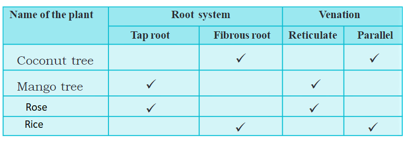 What Is Leaf Venation Of Coconut Root - Infoupdate.org