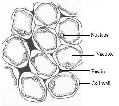 Name The Different Components Of Xylem And Draw A Living Phloem
