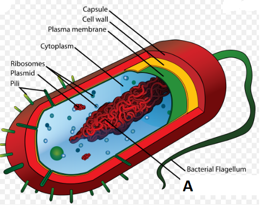 Draw a well labelled diagram of bacteria