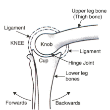 Hinge Joint Diagram Knee