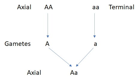 A Pea plant bearing axial flowers is crossed with a pea plant bearing ...