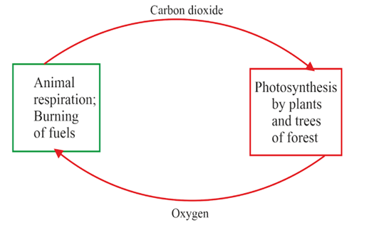 Oxygen Cycle Flow Chart