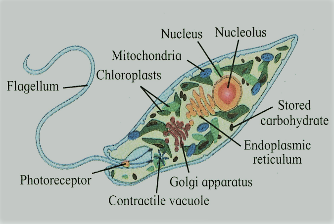 Euglena Labeled