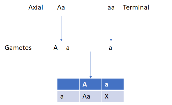 A Pea plant bearing axial flowers is crossed with a pea plant bearing ...