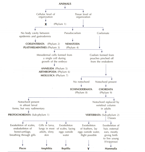 Animal Kingdom Classification