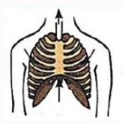 Exhalation is the process of expulsion of air through the respiratory ...