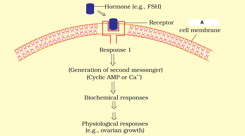 Briefly mention the mechanism of action of FSH