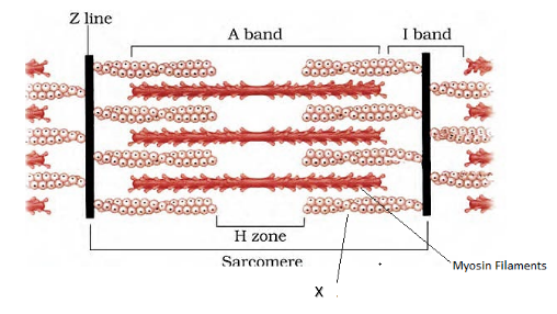 Draw the diagram of a sarcomere of skeletal muscle showing different ...