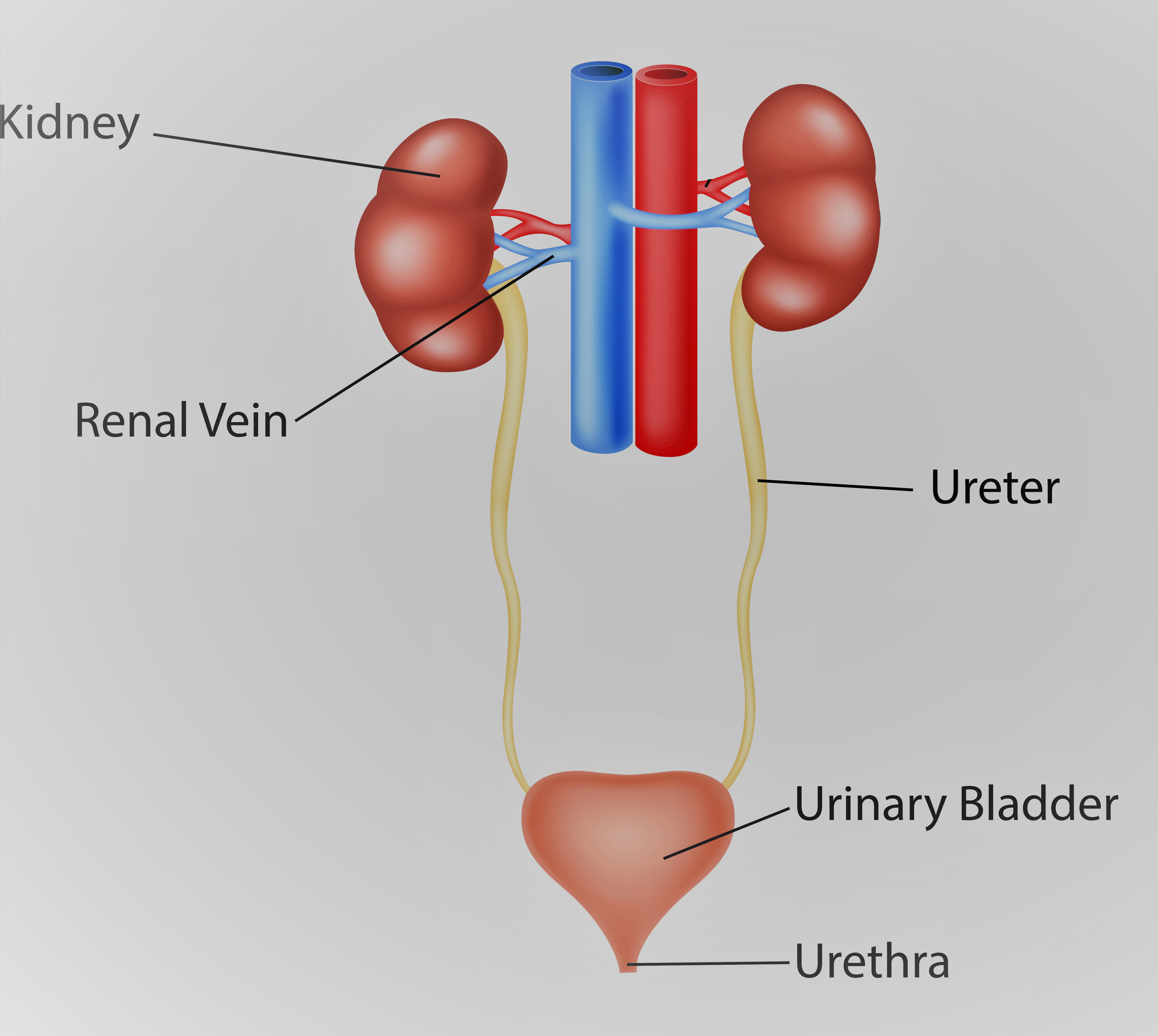 Excretory System Diagram Cartoon