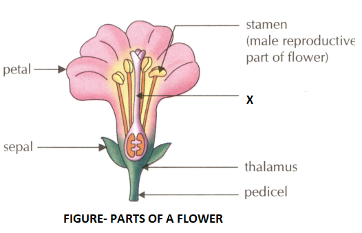 Describe The Structure Of A Flower With The Help Of A Well Labelled ...