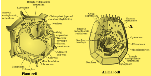 With the help of a labelled diagram differentiate between plant and ... With the help of a labelled diagram differentiate between plant and ...