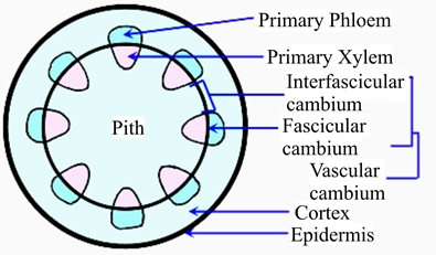 Intrafascicular Cambium