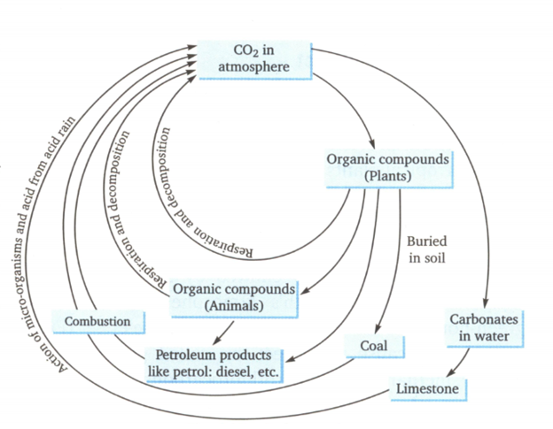 Explain carbon cycle and its role in our ecosystem