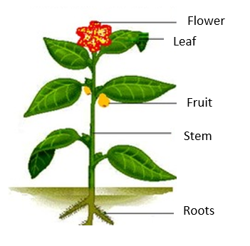 Draw Diffe Parts Of Plant And Write Their Name Also - Infoupdate.org