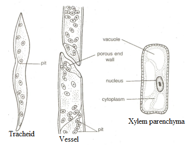 Draw A Well Labelled Diagram Of Phloem Tissue Science