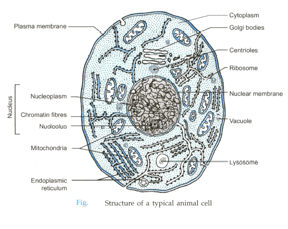 Animal Cell Nuclear Sap