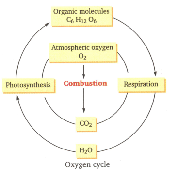 Oxygen Cycle Class 9