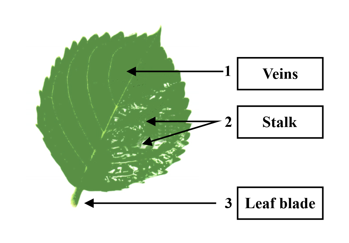 Parts Of A Simple Leaf Labeled Diagram - Infoupdate.org