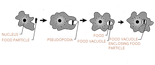 Nutrition In Amoeba Diagram