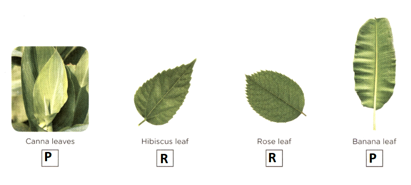 What Is A Parallel Leaf Venation In Plants Called - Infoupdate.org