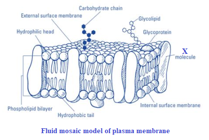 Draw a well labelled diagram showing fluid mosaic model of plasma membrane