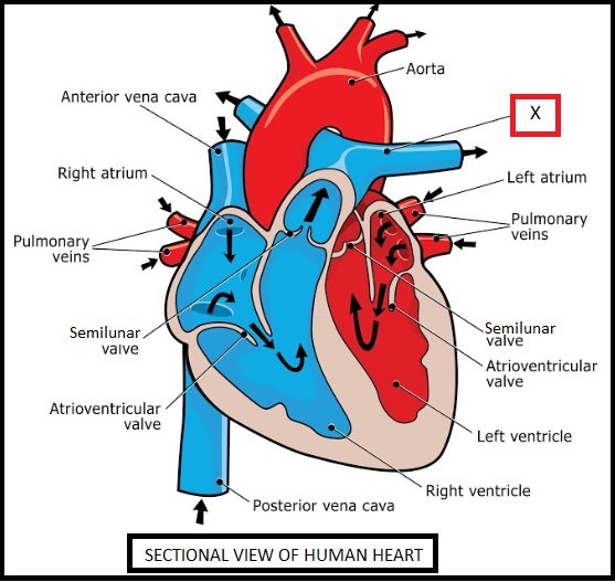 Draw a sectional view of the human heart and label on it Aorta Right ...