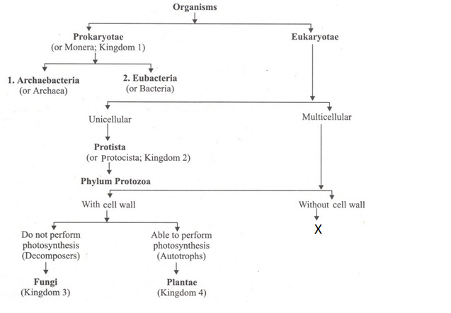 Draw a flowchart showing the Whittaker system of classification